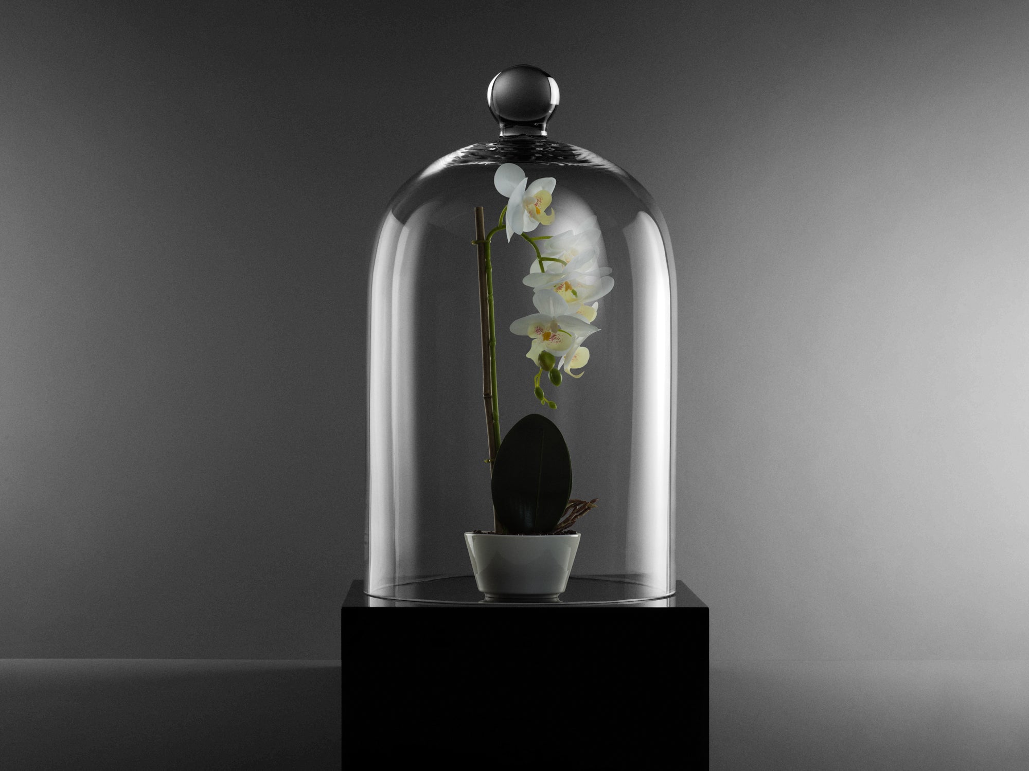 Discover the Grandeur of Large Cloches: A Statement Piece from Novenar ...